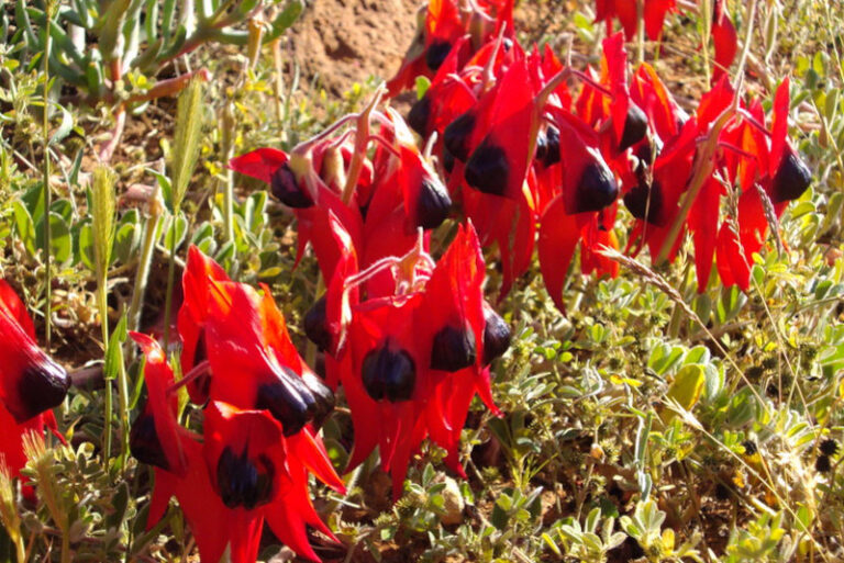 Sturt's Desert Pea l Intriguing Angiosperm - Our Breathing Planet