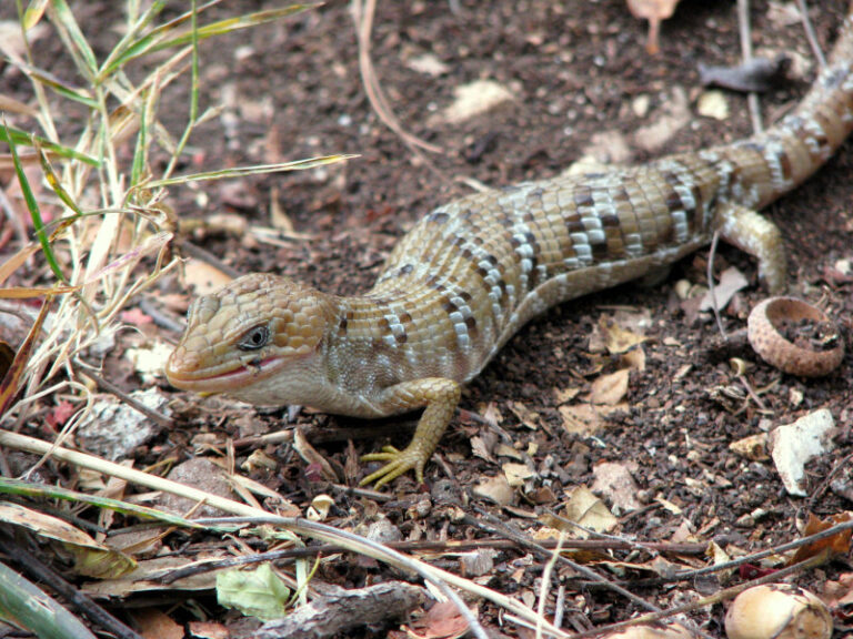 Earless Monitor Lizard l Highly Reclusive - Our Breathing Planet