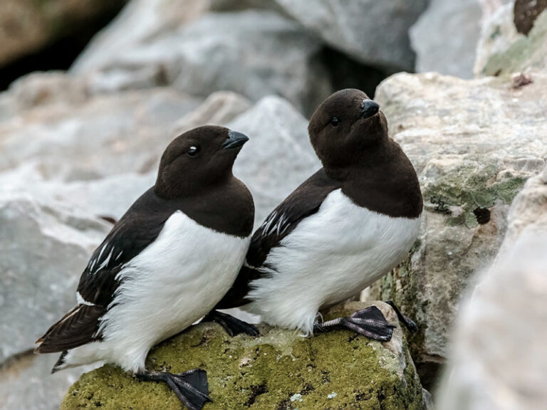 Little Auk l Diminutive Winged Wonder - Our Breathing Planet