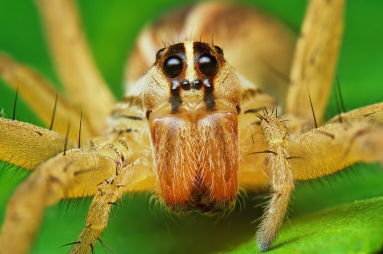 Rabid Wolf Spider l Confusingly Named - Our Breathing Planet