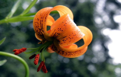 5 Stunning North Carolina Angiosperms l Our Breathing Planet