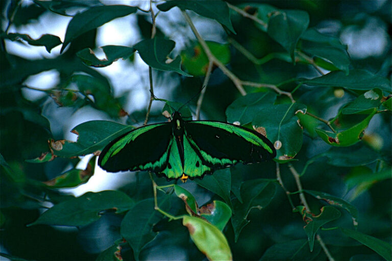Cairns Birdwing l Beautiful Large Butterfly - Our Breathing Planet