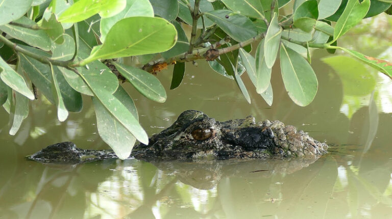 Black Caiman l Powerful Apex Predator - Our Breathing Planet