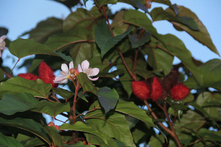 Achiote Tree l Beautiful and Versatile Tree - Our Breathing Planet