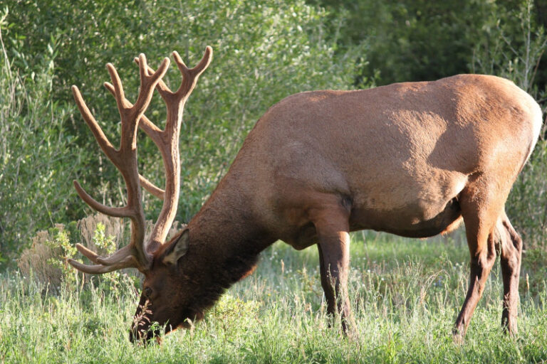Elk l Truly Majestic Mammal - Our Breathing Planet