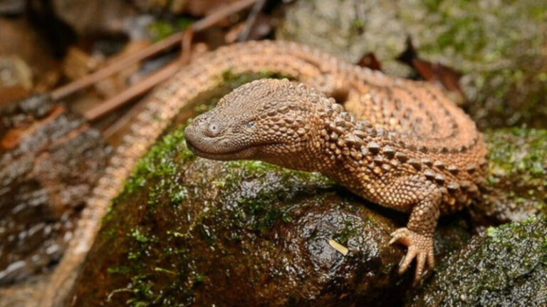 Earless Monitor Lizard l Highly Reclusive - Our Breathing Planet