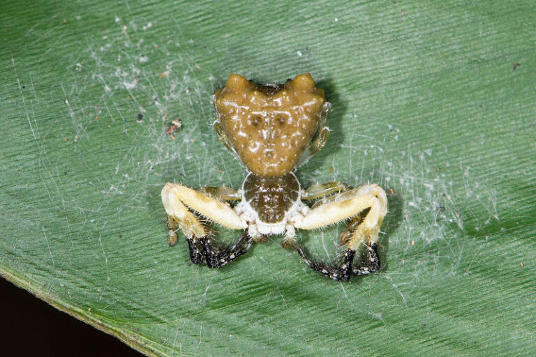Bird Dung Spider l Distinctive Arachnid - Our Breathing Planet