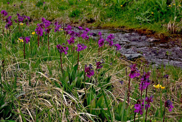 Rila Primrose l Beautiful Angiosperm - Our Breathing Planet