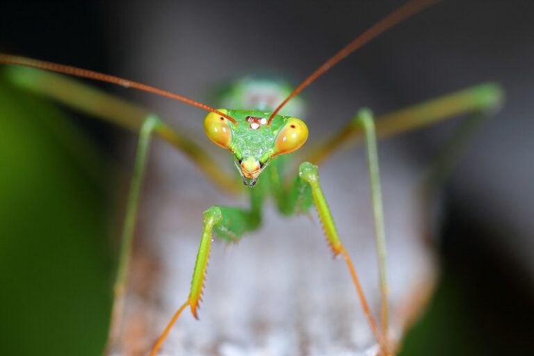 South African Mantis l Impressive Carnivore - Our Breathing Planet