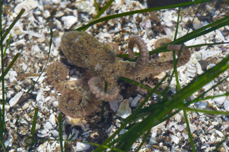 California Two-Spot Octopus l Amazing - Our Breathing Planet