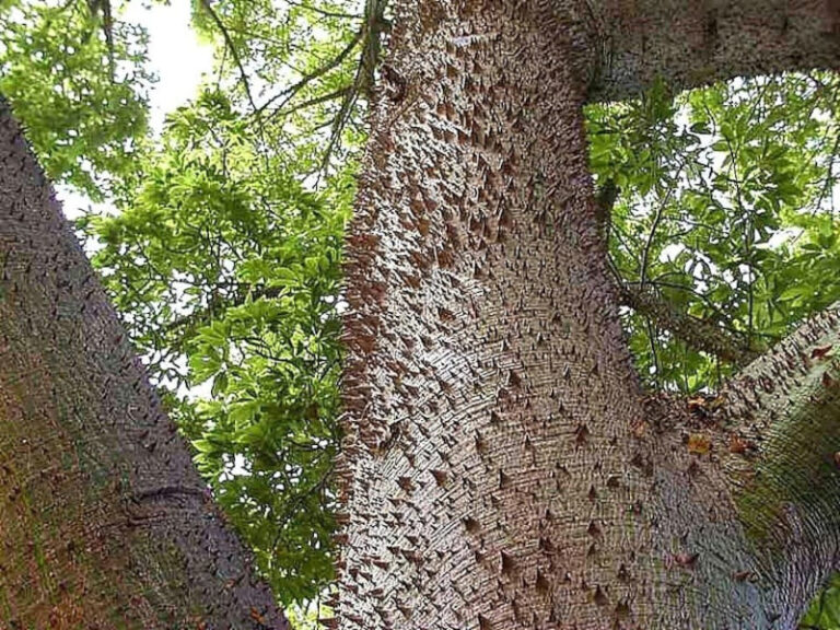 Sandbox Tree l Mind-Blowing Evolution - Our Breathing Planet