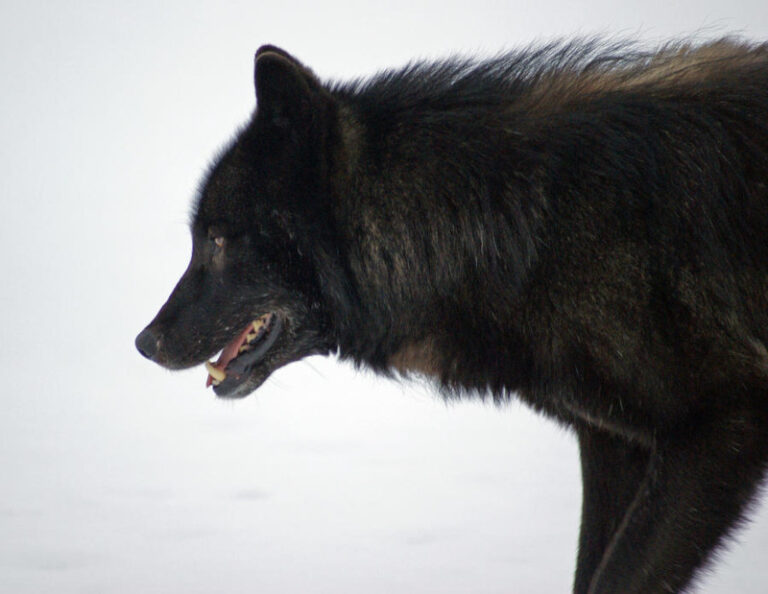 Alexander Archipelago Wolf l Majestic - Our Breathing Planet