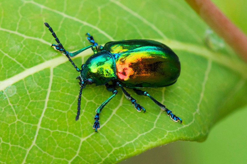 Dogbane Beetle l Dazzling Iridescence - Our Breathing Planet