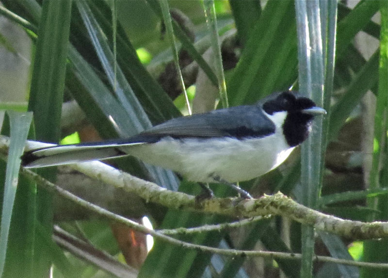 Flores Monarch l Highly Elusive Avian - Our Breathing Planet