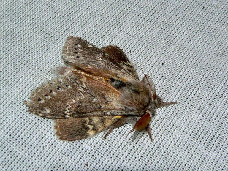 Lobster Moth l Distinctive Mid-Sized Moth - Our Breathing Planet