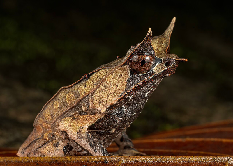 Long-nosed horned frog l Highly Distinctive - Our Breathing Planet