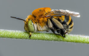 Teddy Bear Bee l Disarming Small Insect - Our Breathing Planet