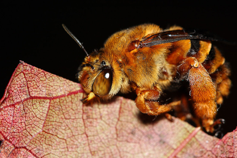 Teddy Bear Bee l Disarming Small Insect - Our Breathing Planet