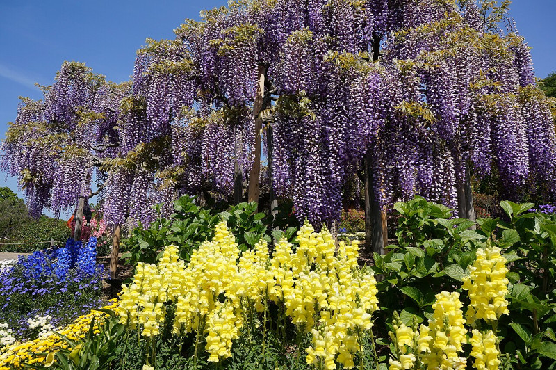 Japanese Wisteria l Magnificent Vine - Our Breathing Planet