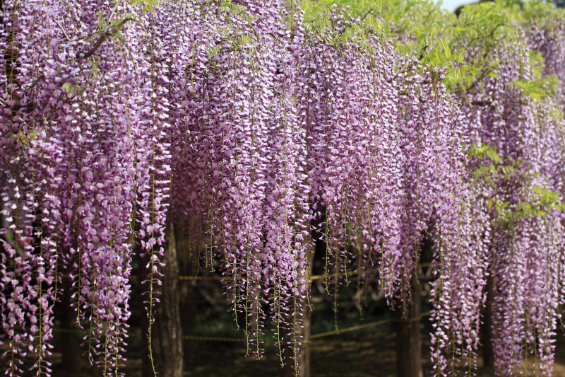 Japanese Wisteria l Magnificent Vine - Our Breathing Planet