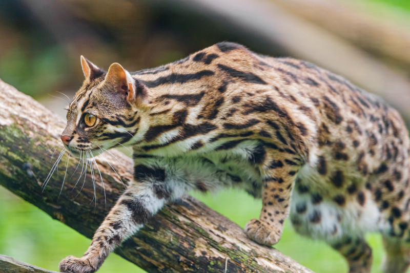 Leopard Cat l Wide Ranging Wild Feline - Our Breathing Planet