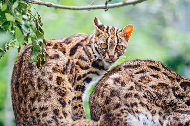 Leopard Cat l Wide Ranging Wild Feline - Our Breathing Planet