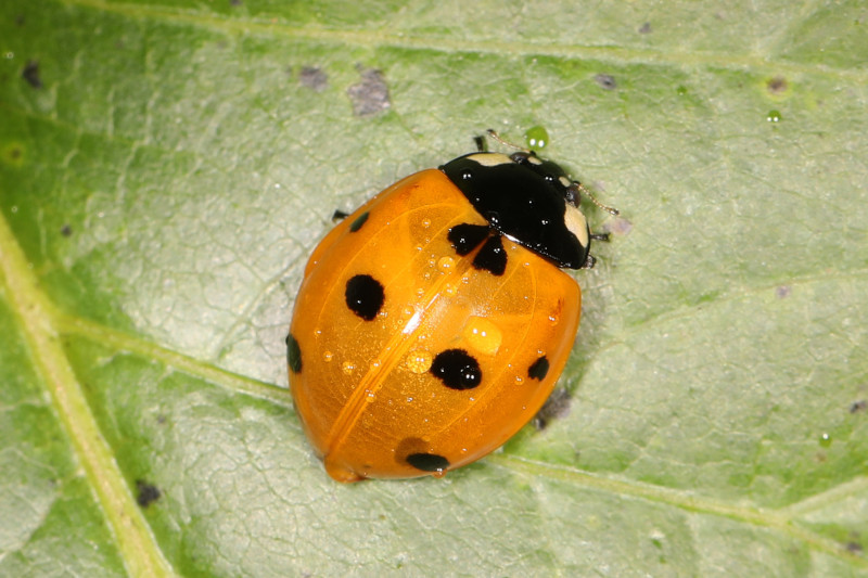 Seven-Spotted Ladybird l Small Beauty - Our Breathing Planet