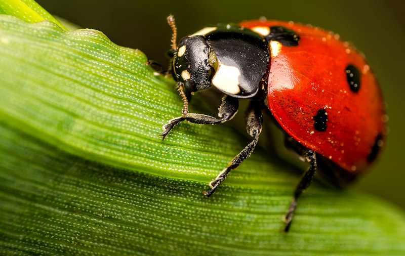 Seven-Spotted Ladybird l Small Beauty - Our Breathing Planet
