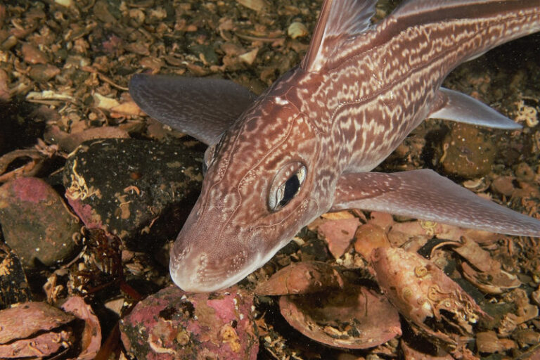 Rabbit Fish l Distinctive Marine Fish - Our Breathing Planet