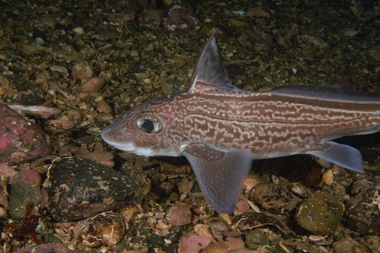 Rabbit Fish l Distinctive Marine Fish - Our Breathing Planet