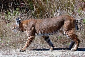 Bobcat l Smallest Lynx Species - Our Breathing Planet