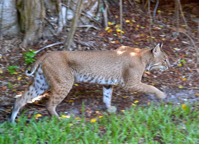 Bobcat l Smallest Lynx Species - Our Breathing Planet