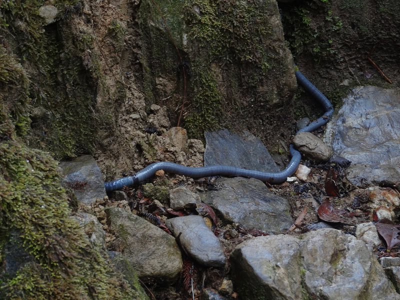 Kinabalu Giant Earthworm l Remarkable - Our Breathing Planet