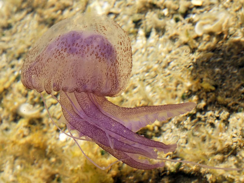 Mauve Stinger l Miniature Marvel - Our Breathing Planet